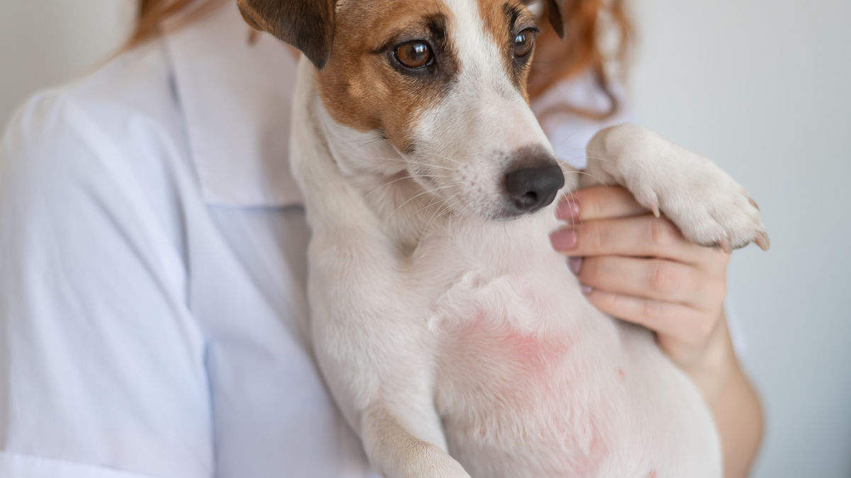 Les maladies de peau infectieuses du chien : causes, symptômes et traitements