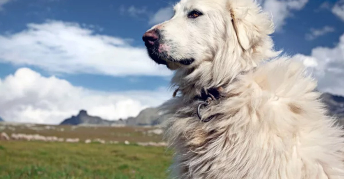 14 races de chiens taille XXL : les géants au grand cœur et au poil doux
