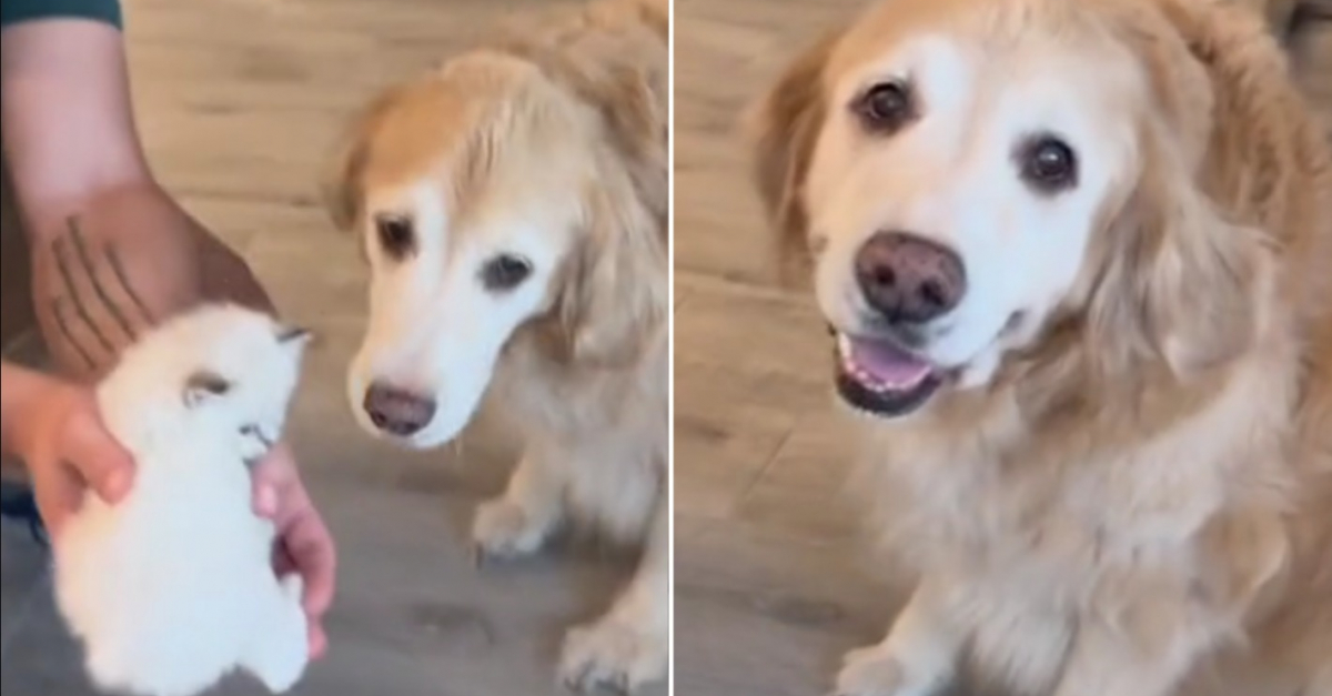 La rencontre entre un Golden Retriever et d’adorables chatons fait ...