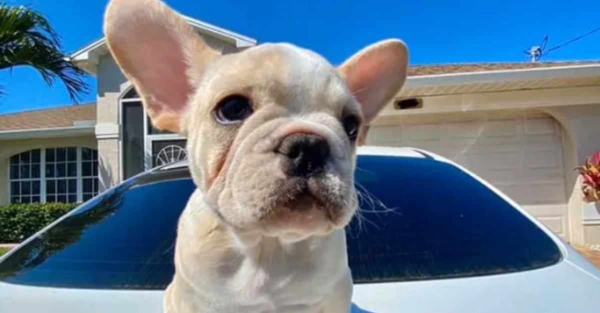 14 photos révélant le charme irrésistible des chiens aux grandes oreilles