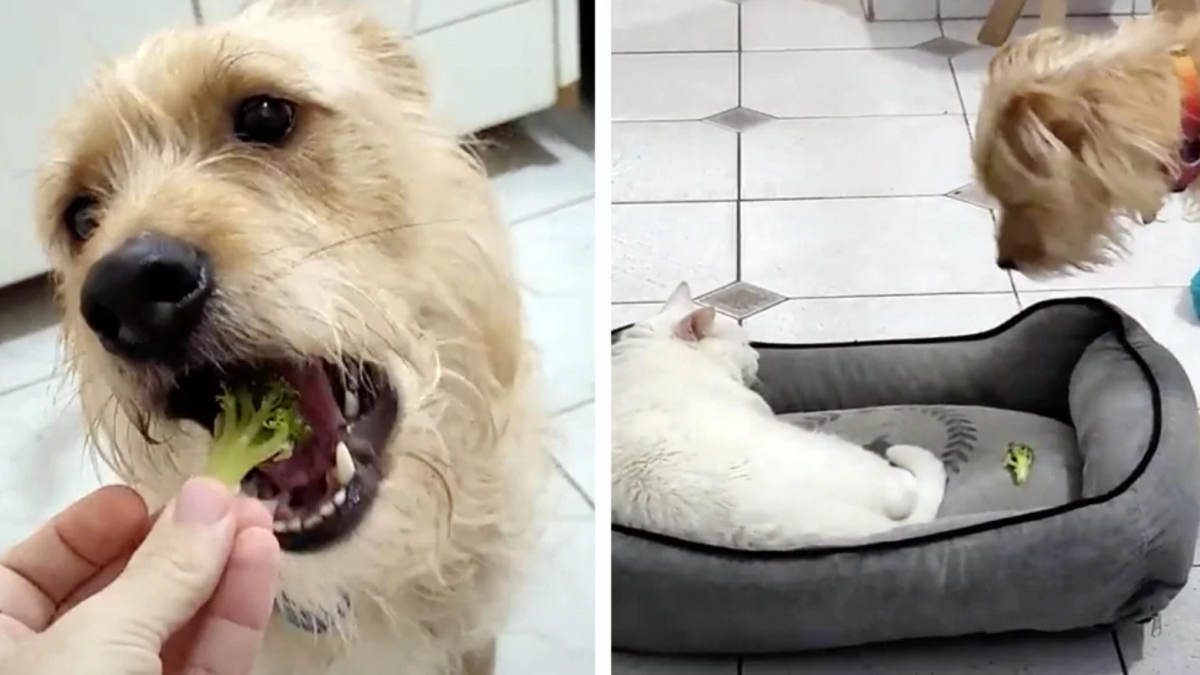 Par respect pour son aîné, ce chiot offre ses friandises au chat de la ...