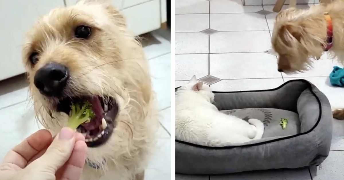 Par respect pour son aîné, ce chiot offre ses friandises au chat de la ...