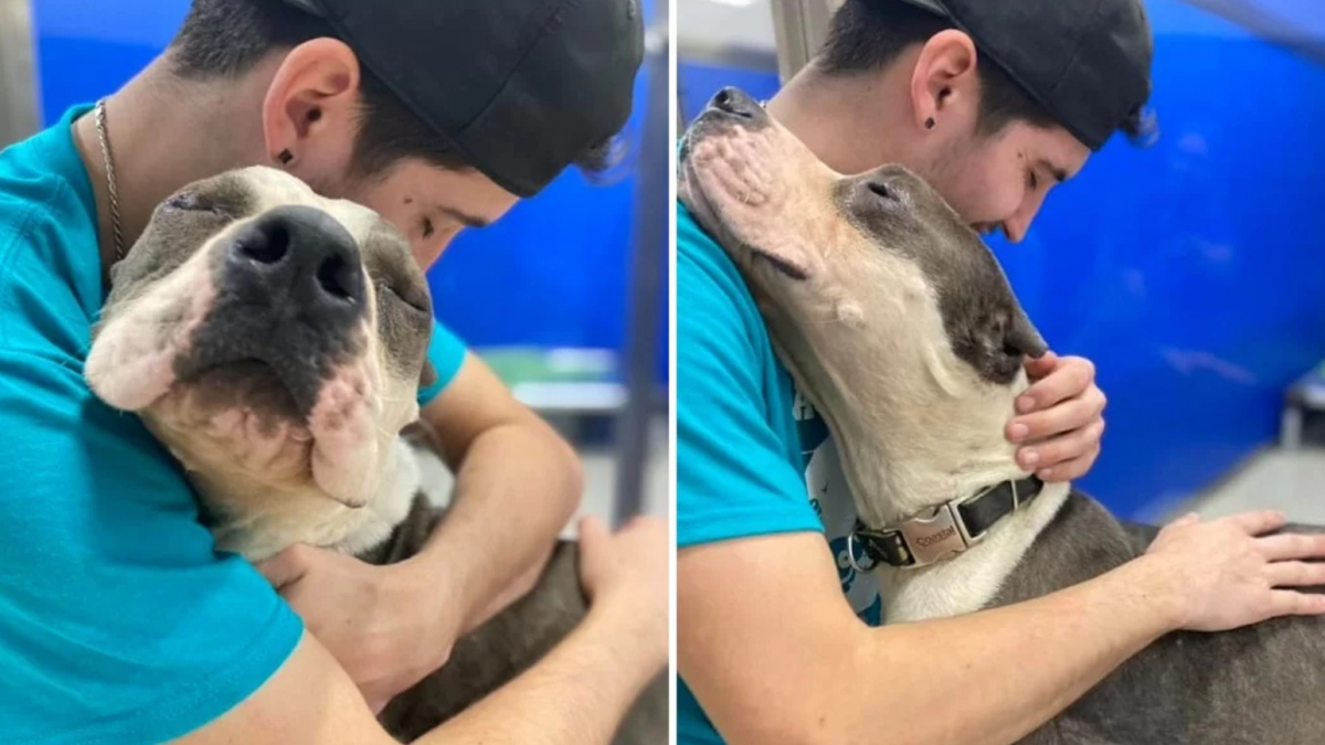 Ce chien de refuge remercie tous les jours ses sauveurs en leur ...