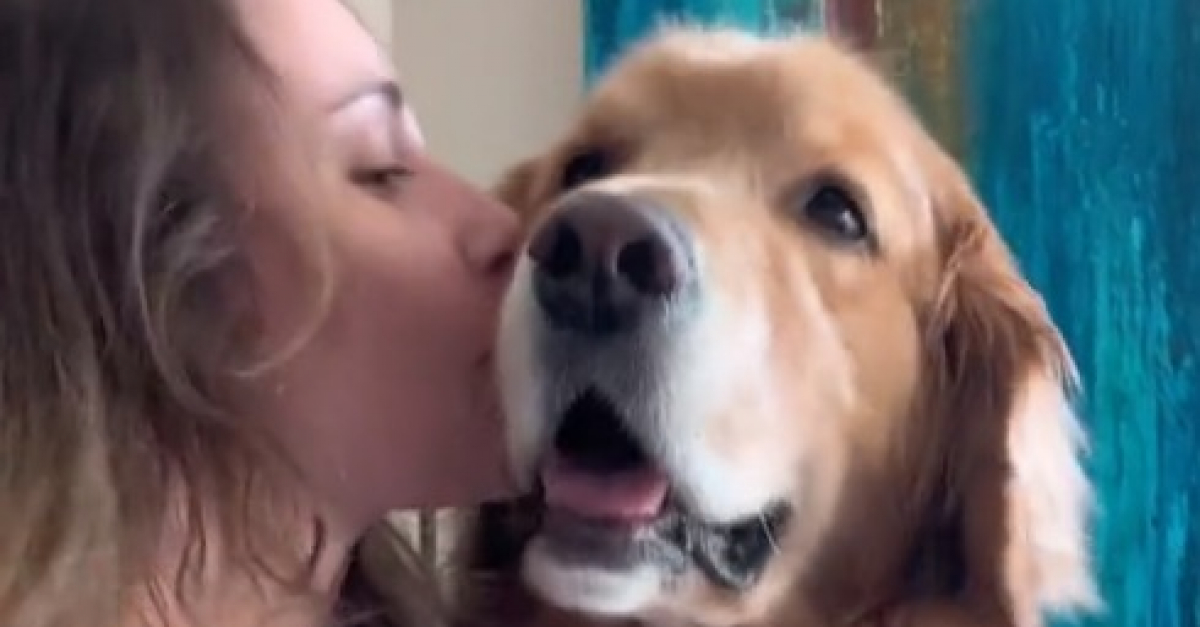 Ce Golden Retriever, friand de bisous, sait se faire comprendre pour en ...