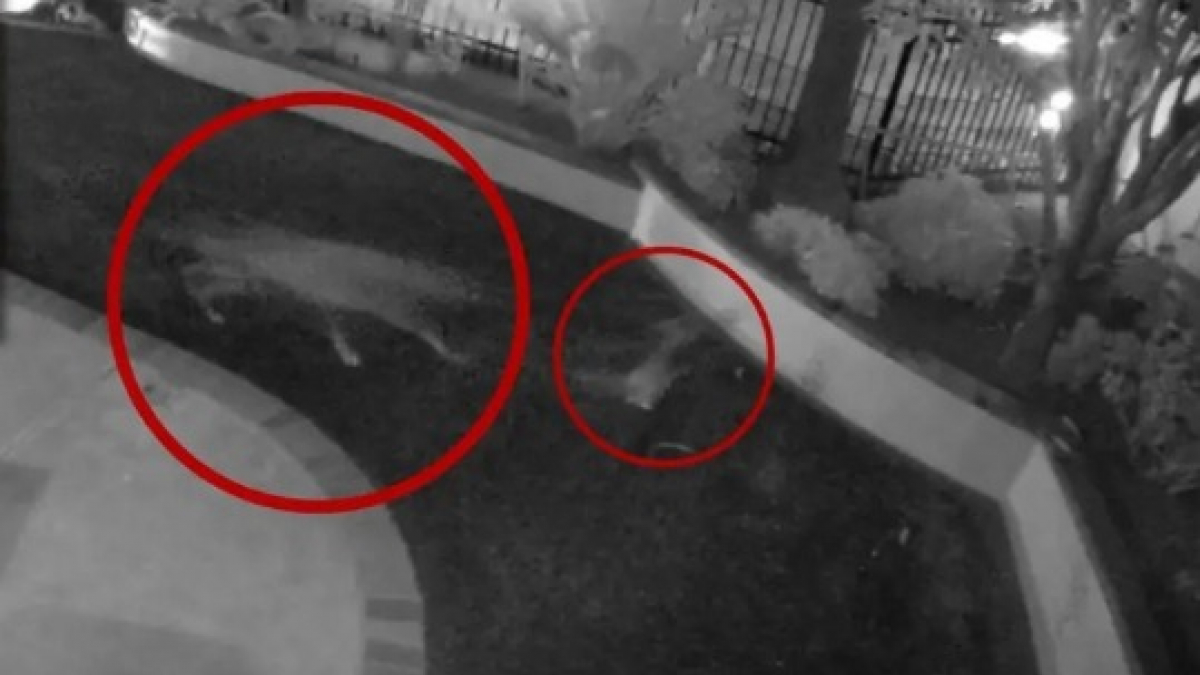 Un petit chien sénior et édenté devient un héros en volant au secours ...