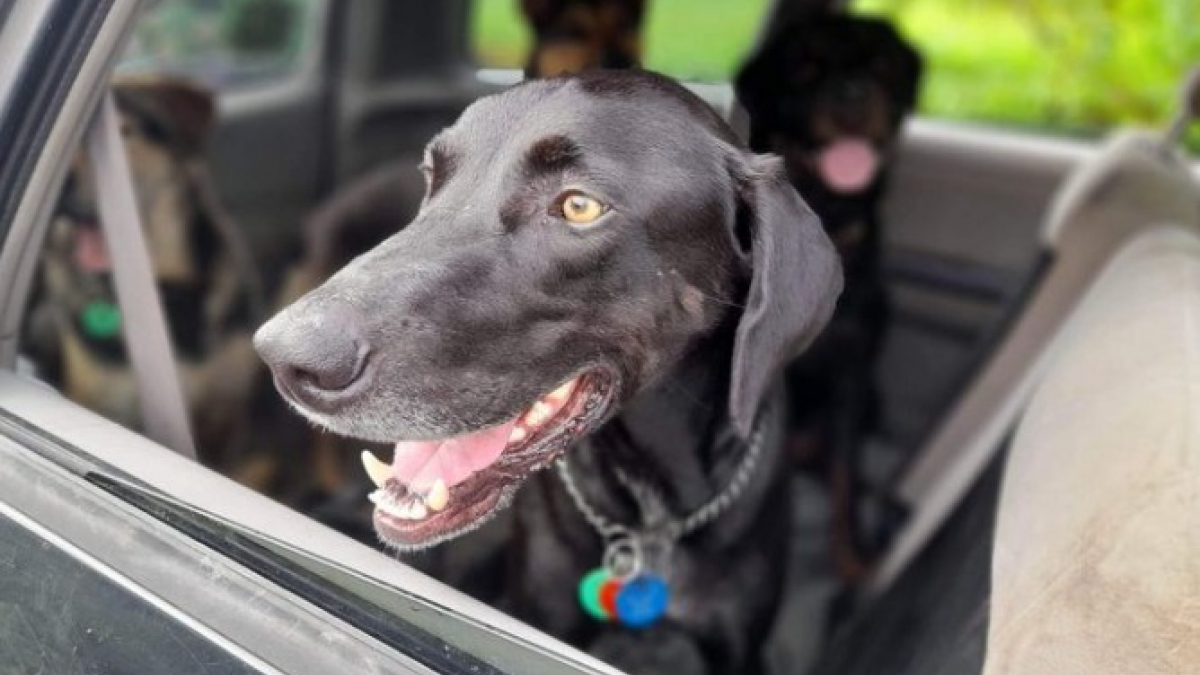 Un chien effrayé par l'orage trouve refuge dans une famille aimante