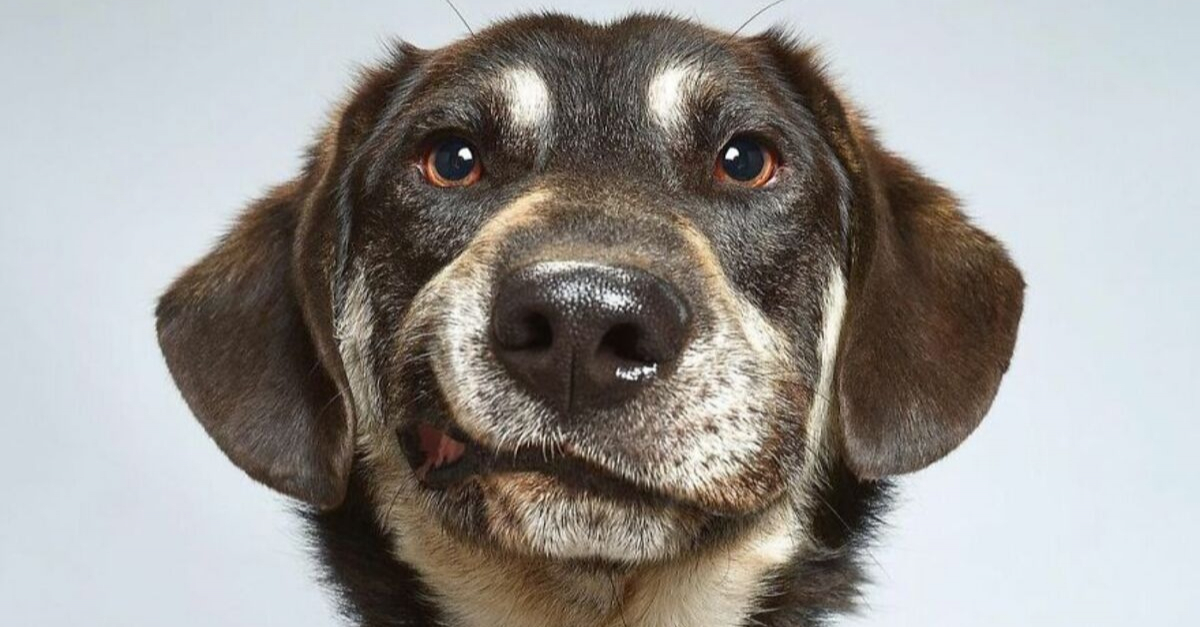 20 photos réalisées avec talent pour révéler à la fois l'humour et la ...