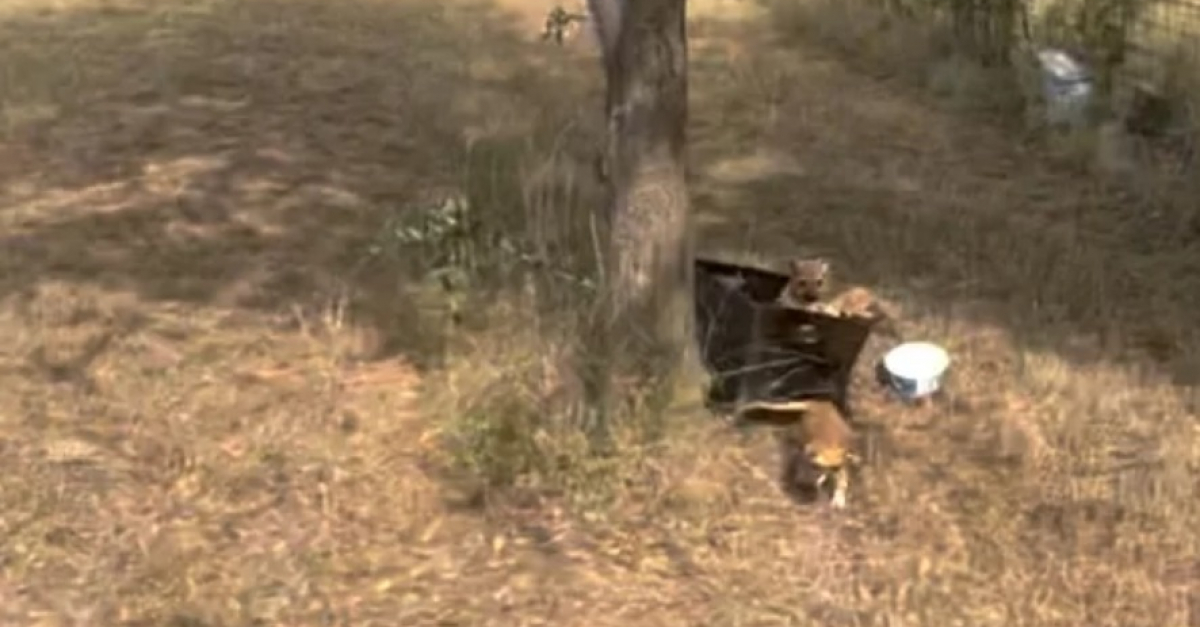 Surprise de mauvais goût : dans ce carton abandonné en plein soleil ...