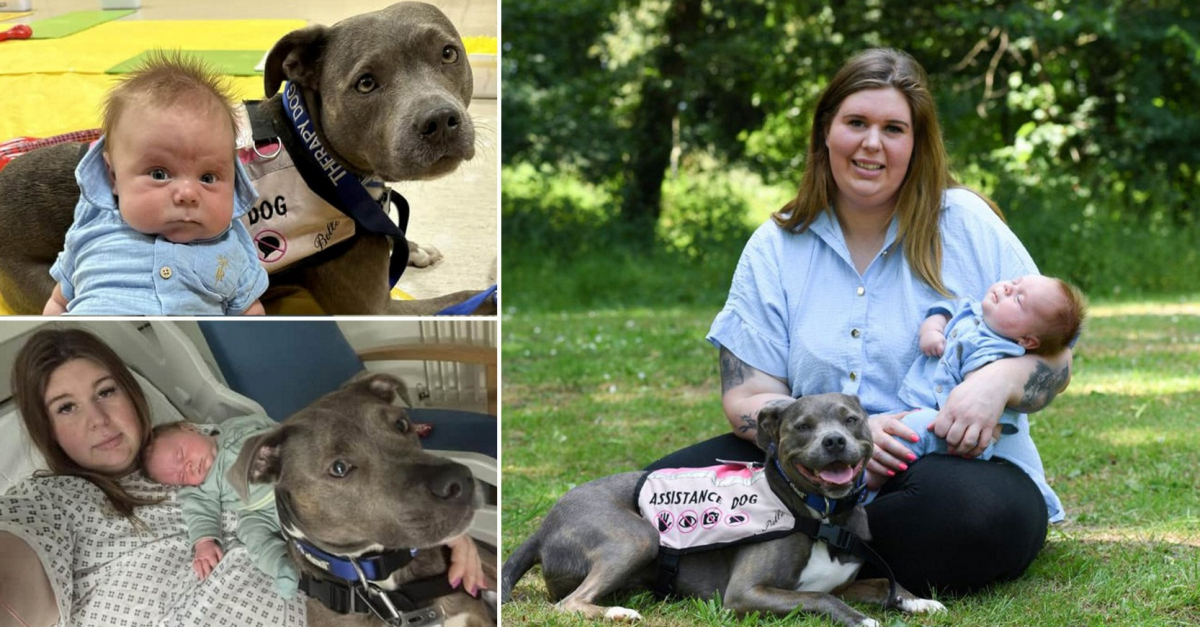 Cette chienne d’assistance soutient sa maîtresse à chaque étape de sa ...