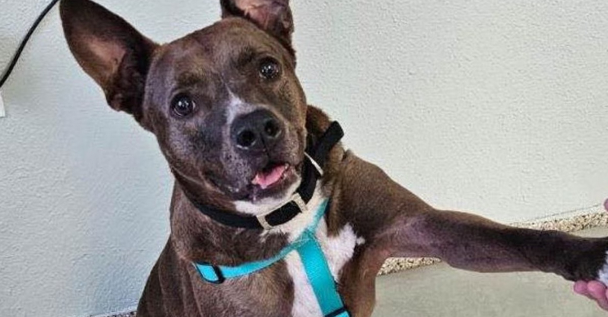 Le chien le plus ancien du refuge trouve enfin un nouveau foyer après ... Le chien le plus ancien du refuge trouve enfin un nouveau foyer après ...
