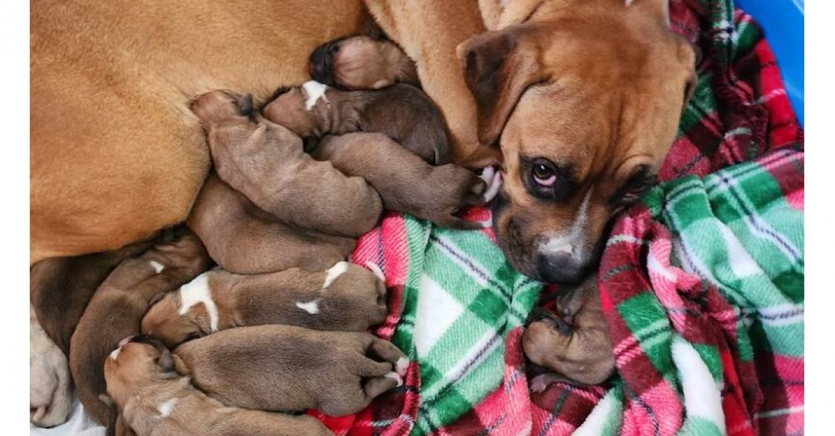 L’histoire de Ginger, une chienne Boxer abandonnée alors qu’elle était sur le point de donner ...