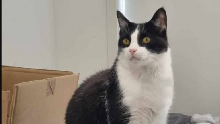 Après la disparition mystérieuse de son chat sénior ce maître commence ...