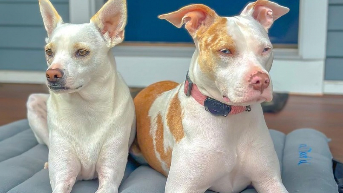 La relation émouvante entre un chien, atteint de surdité, et son ... La relation émouvante entre un chien, atteint de surdité, et son ...