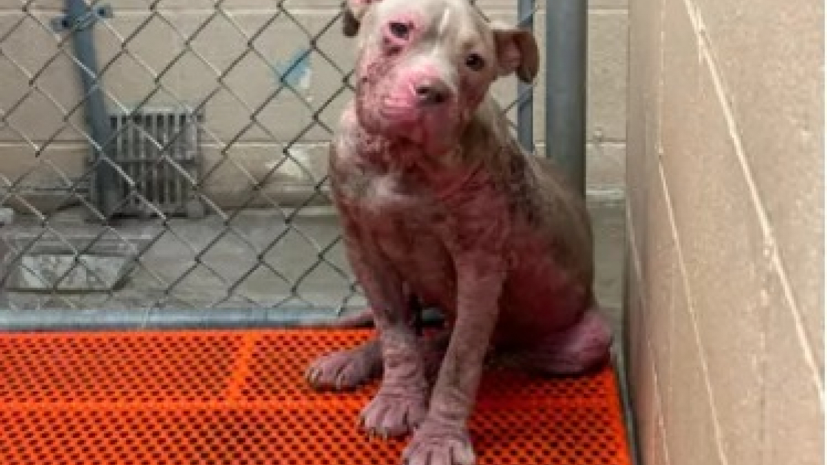 Abby, une chienne malade et contagieuse, s’est complètement transformée grâce à l’investissement ...