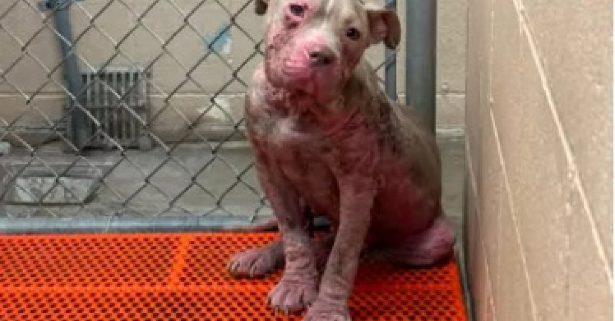 Abby, une chienne malade et contagieuse, s’est complètement transformée grâce à l’investissement ...