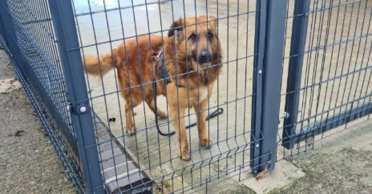 Un chien intègre un refuge après avoir été jeté par ses anciens maîtres ... Un chien intègre un refuge après avoir été jeté par ses anciens maîtres ...