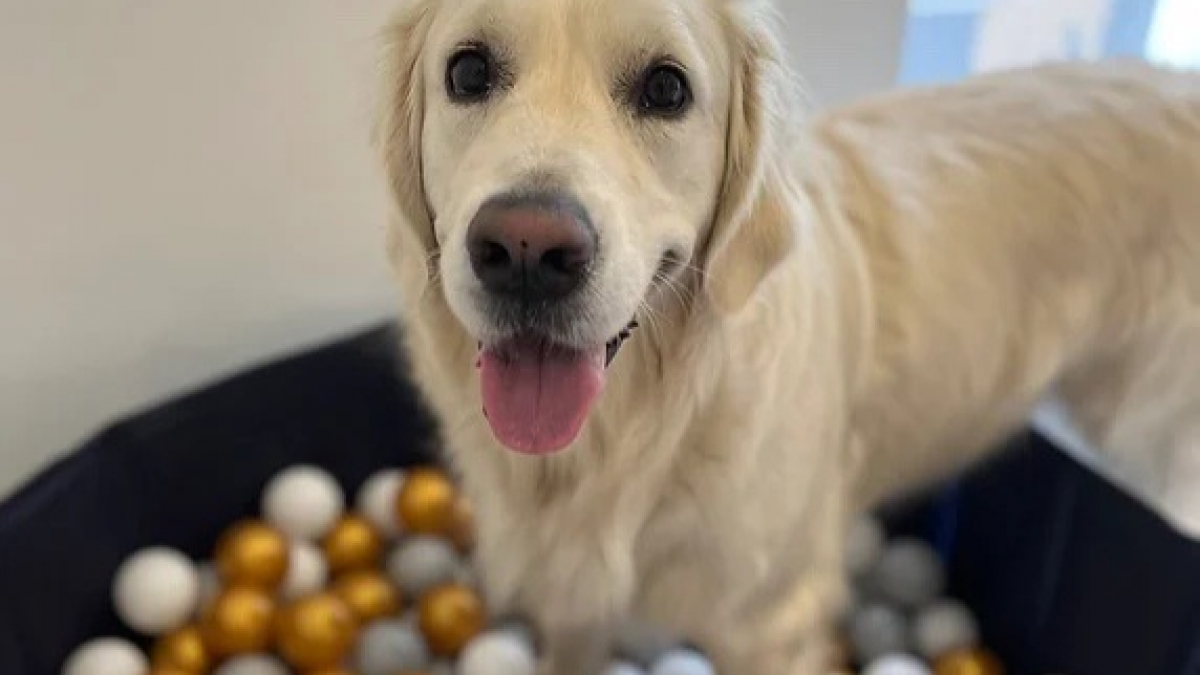 Les Belles Truffes : la première crèche canine de France ouvre ses ...