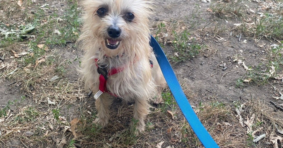 La vidéo de ce chien ne suscitant pas d’intérêt lors d’un événement d ...