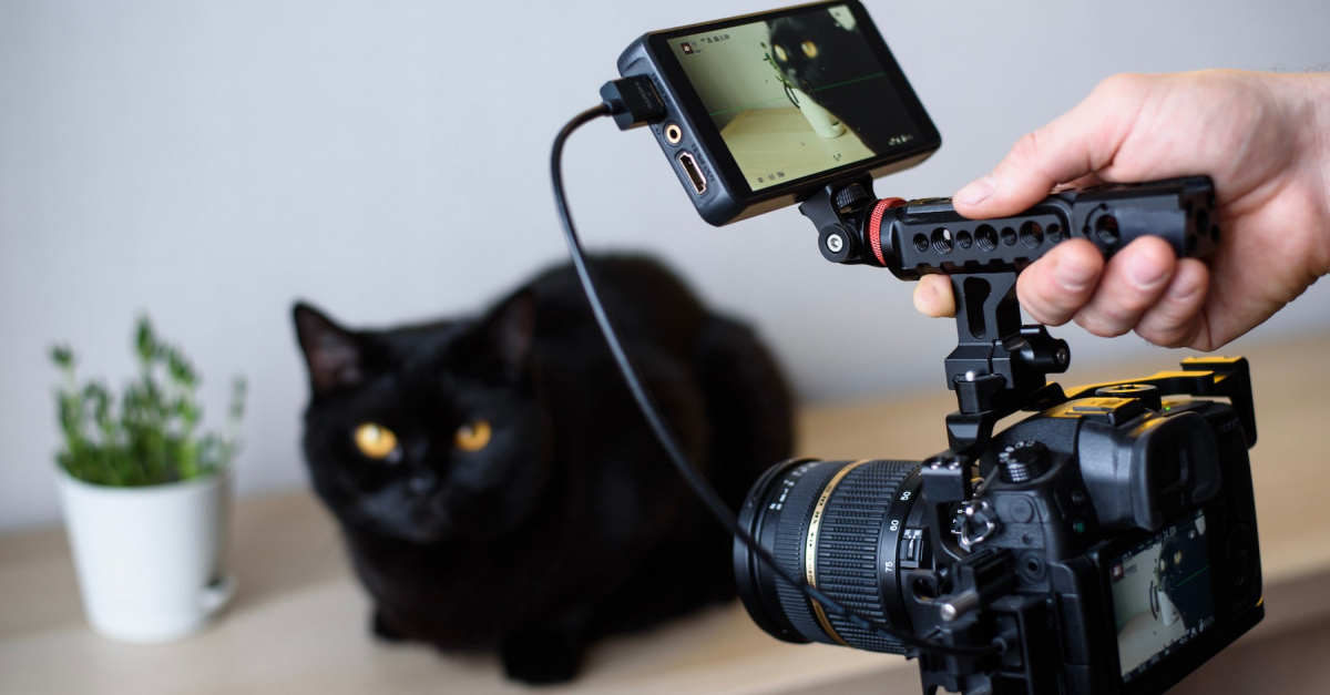 Comment préparer et présenter votre chat à un casting