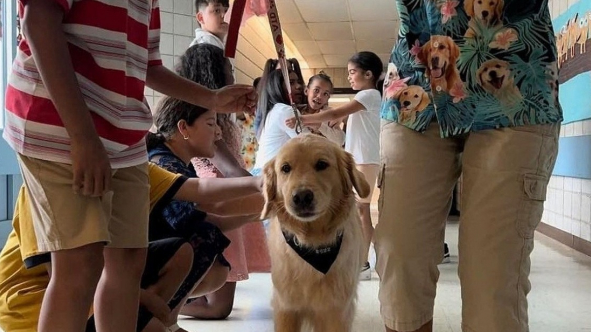 Des écoliers disent au revoir au chien de thérapie qui a marqué leur ...