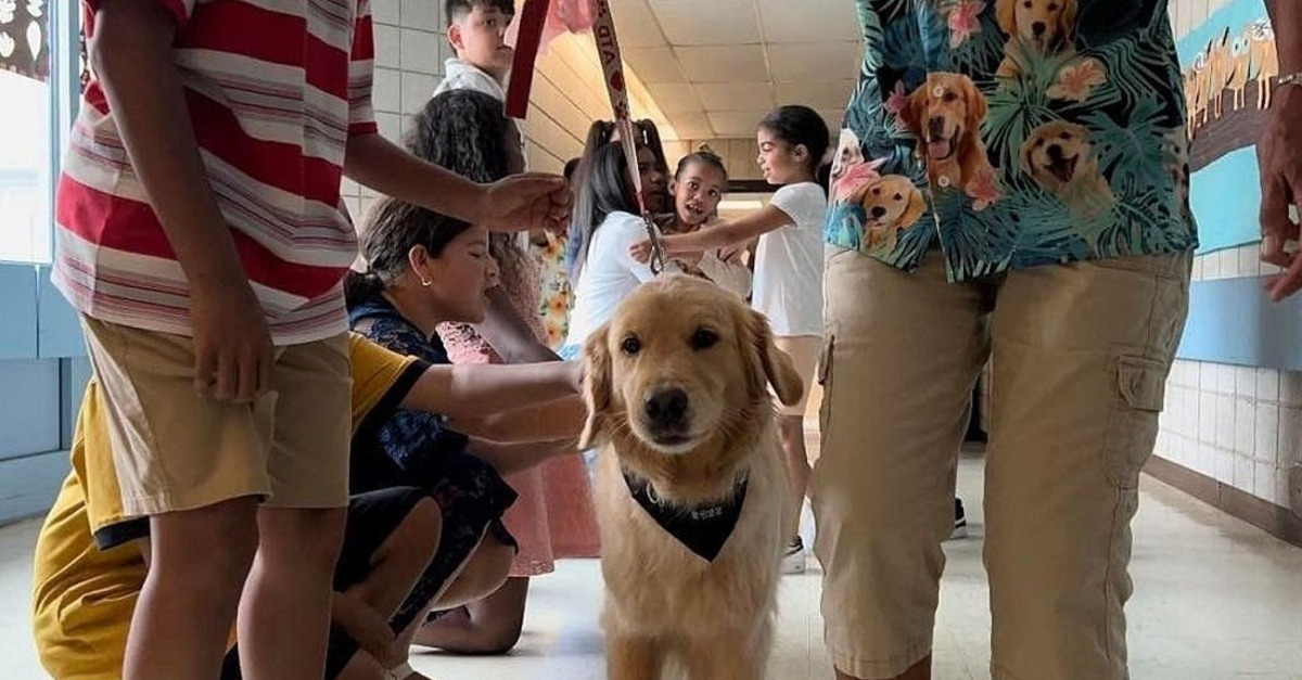 Des écoliers disent au revoir au chien de thérapie qui a marqué leur ...