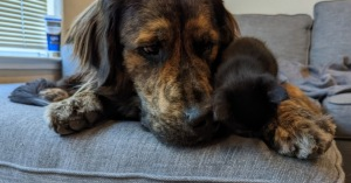Un chien géant au cœur tendre prend sous son aile le nouveau protégé de ...