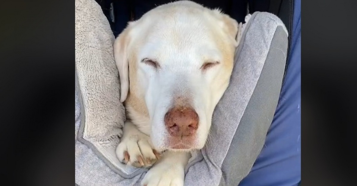 Une solution astucieuse pour les chiens vieillissants : le « DoggyHut ...