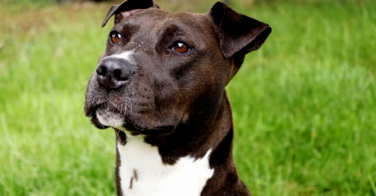 L'appel à l'aide touchant d'un refuge pour trouver un foyer à Naya, leur plus ancienne pensionnaire
