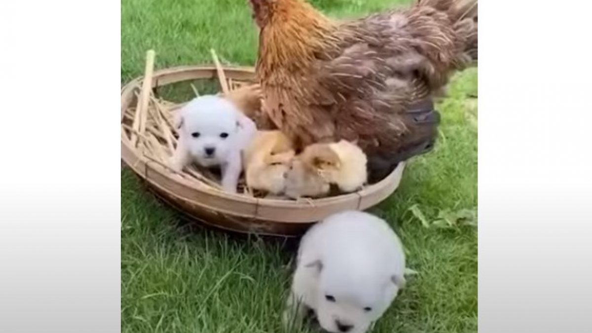 Deux adorables chiots forment une sympathique famille, avec une mère ...
