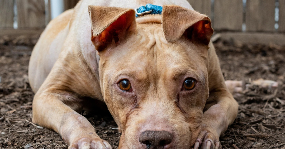 Personne ne voulait adopter cet adorable chien malade jusqu’à une rencontre déterminante avec ...