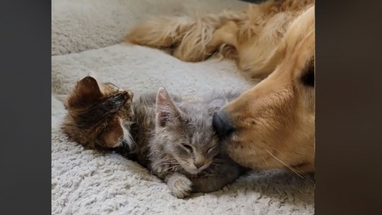 Un Golden Retriever et un chat font équipe pour élever d’adorables chatons (vidéo)
