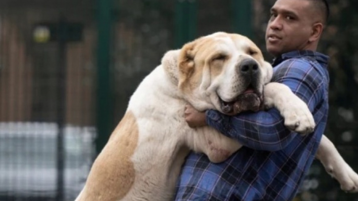 Ce chien géant au cœur tendre demande à ces maîtres beaucoup d ...
