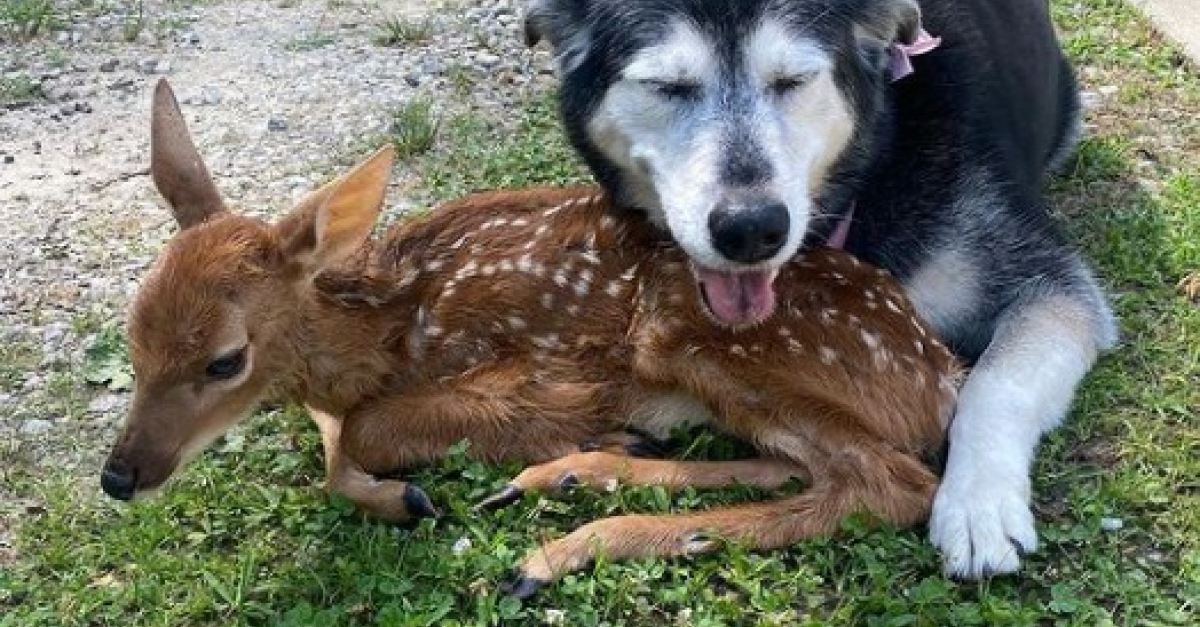 Zoey, une chienne affectueuse, a contribué au sauvetage d’un jeune faon ...