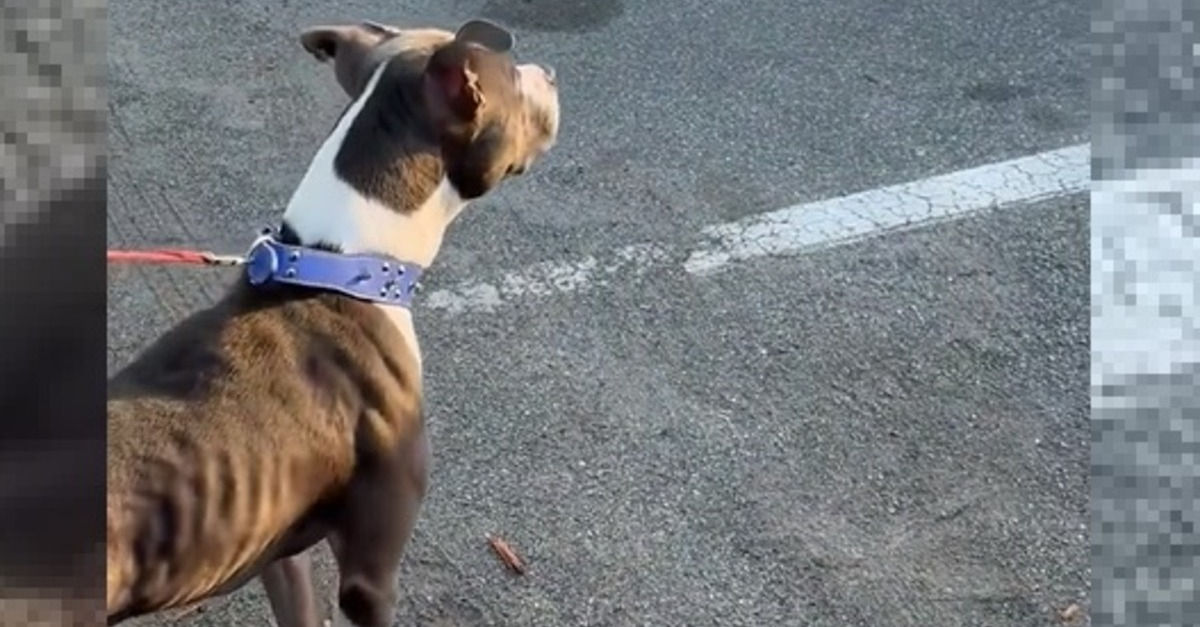 Grâce à sa micropuce et au bon cœur de 2 sœurs, un chien retrouve son ...