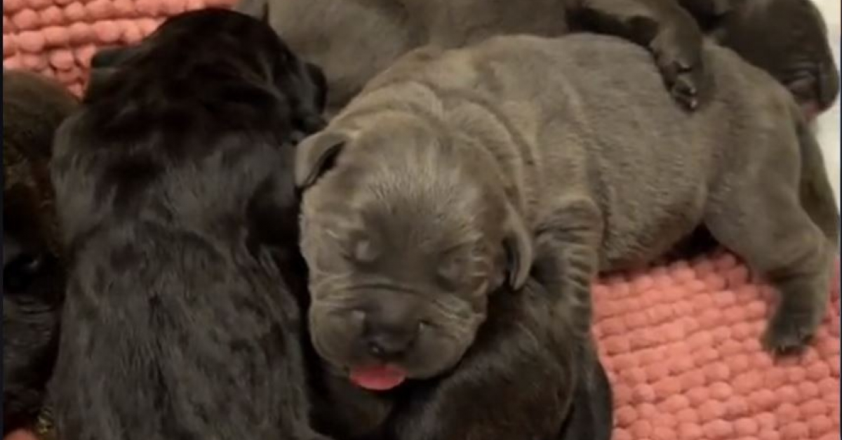 À la surprise générale, une Cane Corso donne naissance à une portée ...