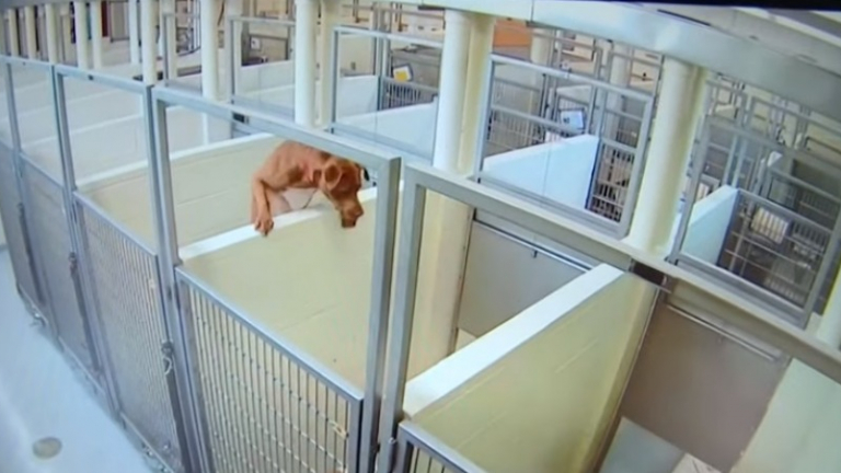 L’histoire émouvante de Brenda et Linda, deux chiennes Pitbull ...