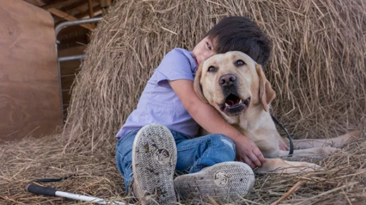 Voici Merlot, un Labrador Retriever qui accompagne un petit garçon ...