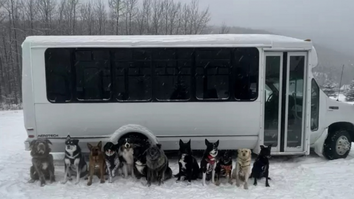 Ce couple invente un bus pour chiens : cap sur l’aventure pour les ...