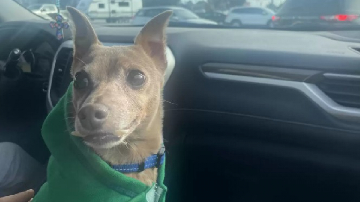 La transformation de Caesar, le chien sénior rejeté par ses maîtres ... La transformation de Caesar, le chien sénior rejeté par ses maîtres ...