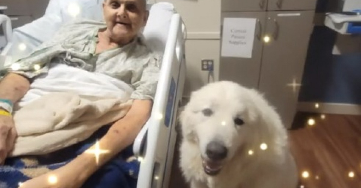 Grâce à ses visites dans les services de soins palliatifs, ce chien de ...