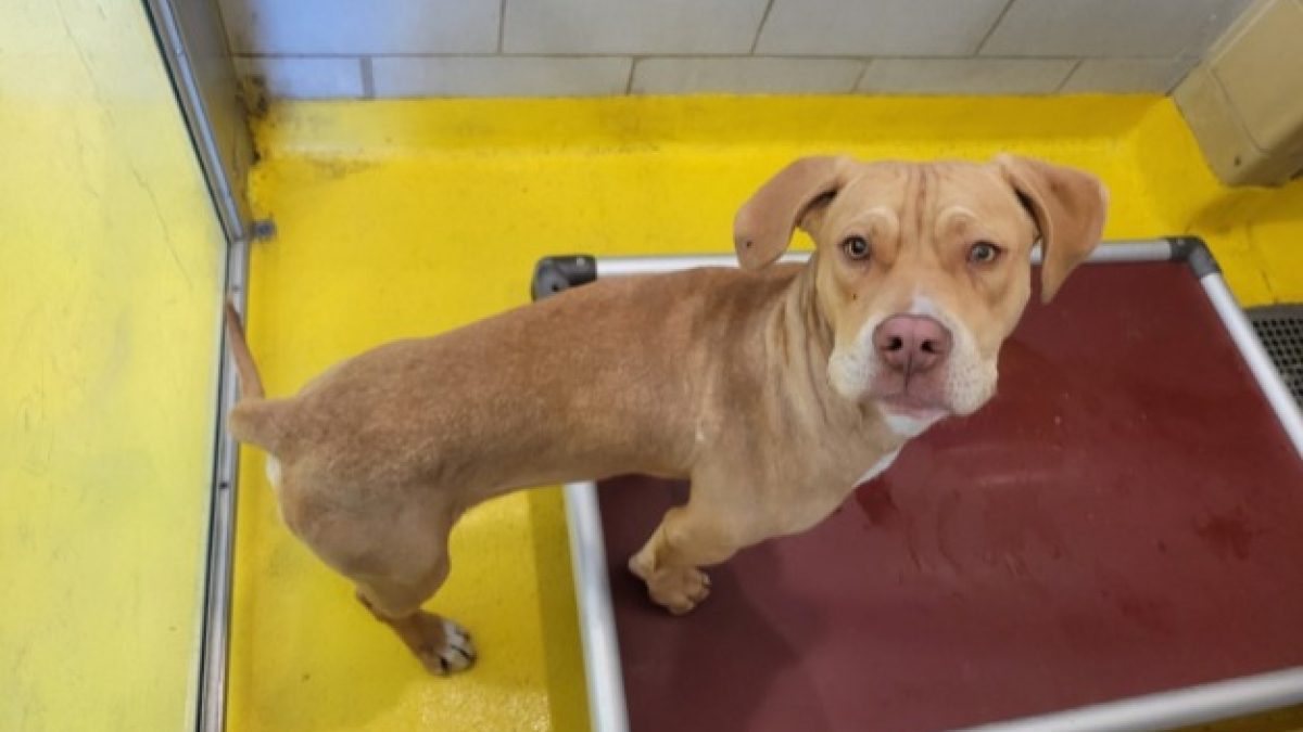 Le bonheur émouvant de Ronnie, le chien errant, lorsqu’il comprend qu ...