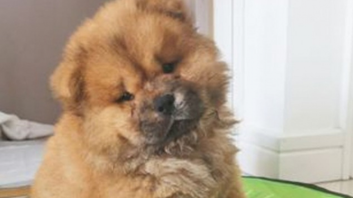 Cette amoureuse des chiens a créé une véritable nurserie, pendant qu ...