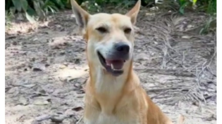 Ce chien errant n’a pas hésité à jouer au guide forestier pour ...