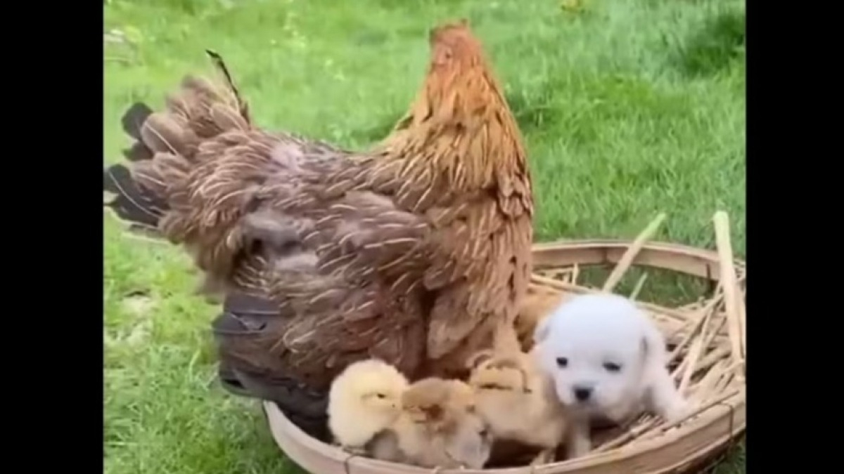 Ces 2 adorables chiots trouvent une mère adoptive pour le moins ...