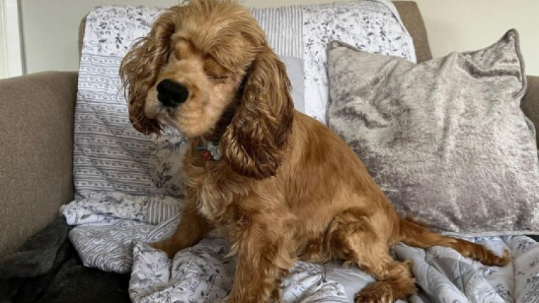 L’histoire émouvante de Pamela, une chienne Cocker Anglais aveugle ...