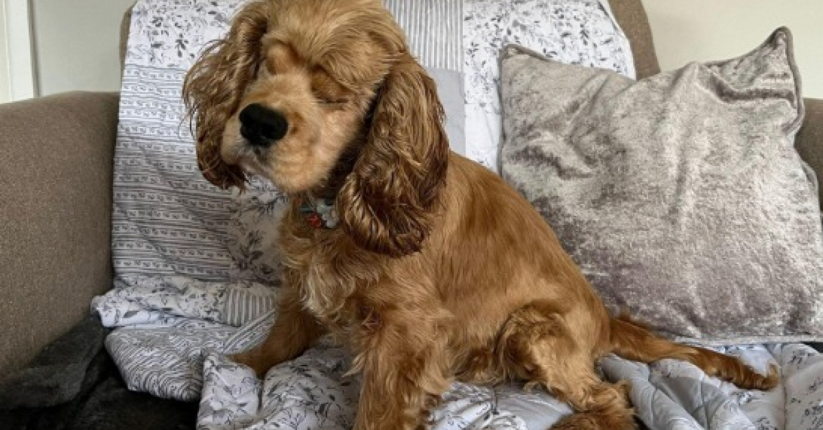 L’histoire émouvante de Pamela, une chienne Cocker Anglais aveugle ...