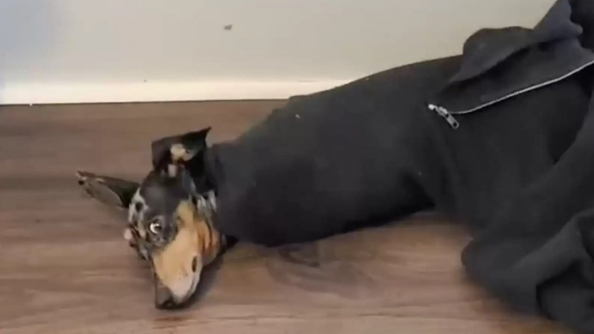 Roger, le chien qui adorait les câlins, s'est retrouvé dans une ...