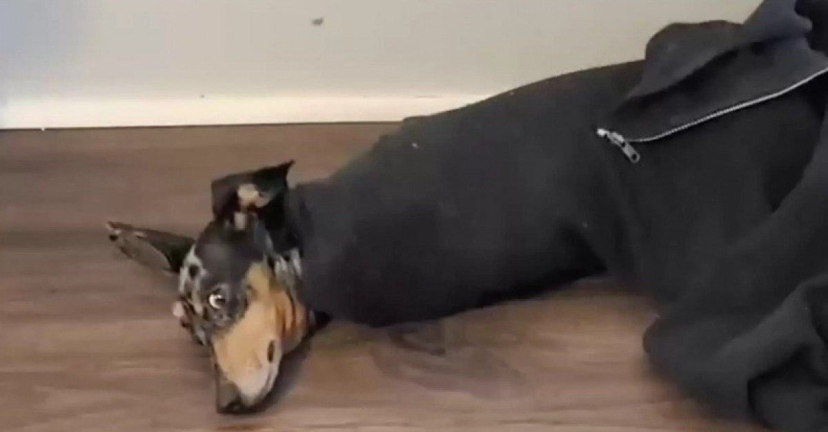 Roger, le chien qui adorait les câlins, s'est retrouvé dans une ...