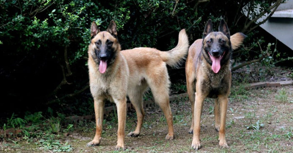 5 races de chiens qu’une éducatrice canin déconseille aux maîtres pour ...