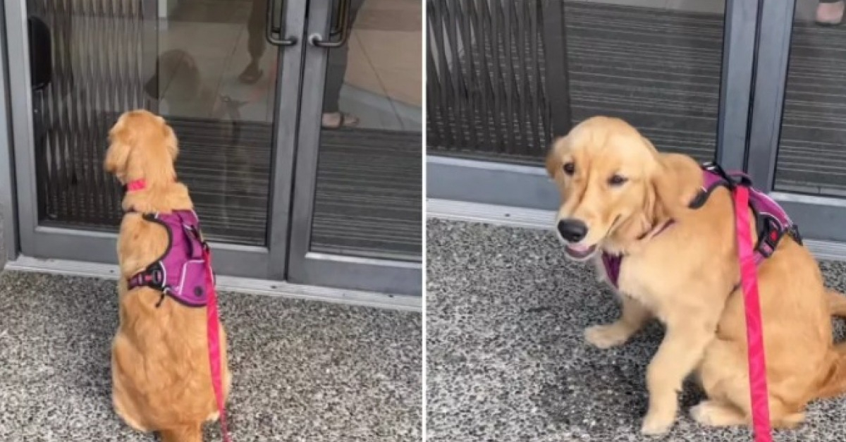 L’enthousiasme de Nala, une Golden Retriever qui adore se rendre à la ...
